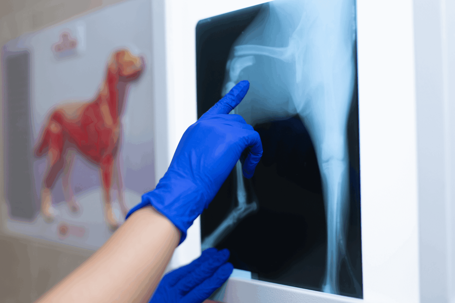 VIP Veterinary – Institute of Paducah