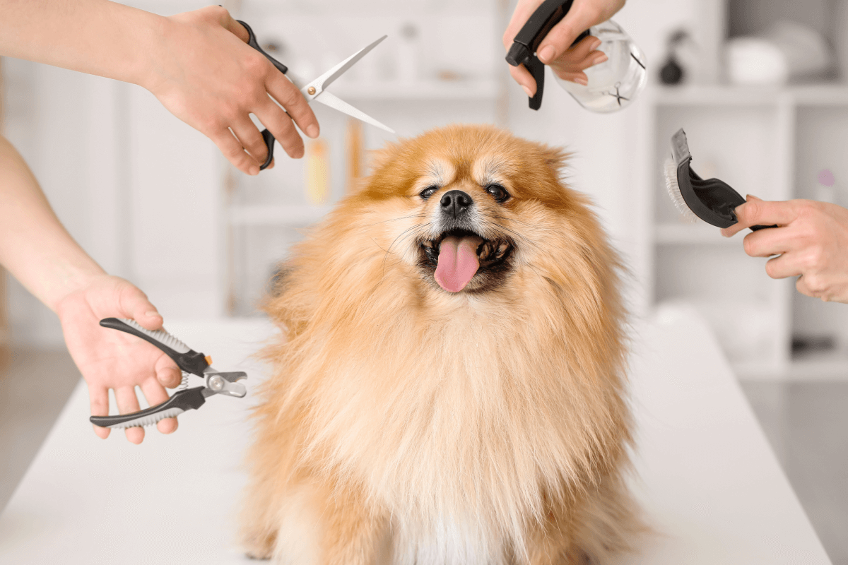 Grooming – VIP Veterinary